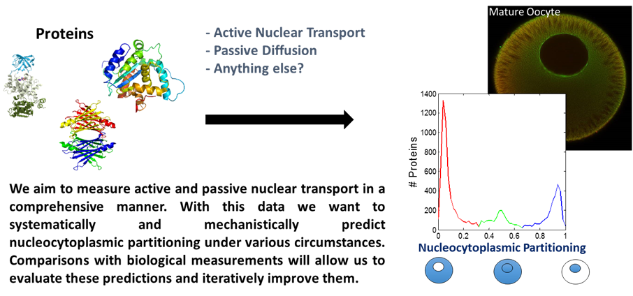 Study Cellular Organization | Laboratory for Systems Biochemistry